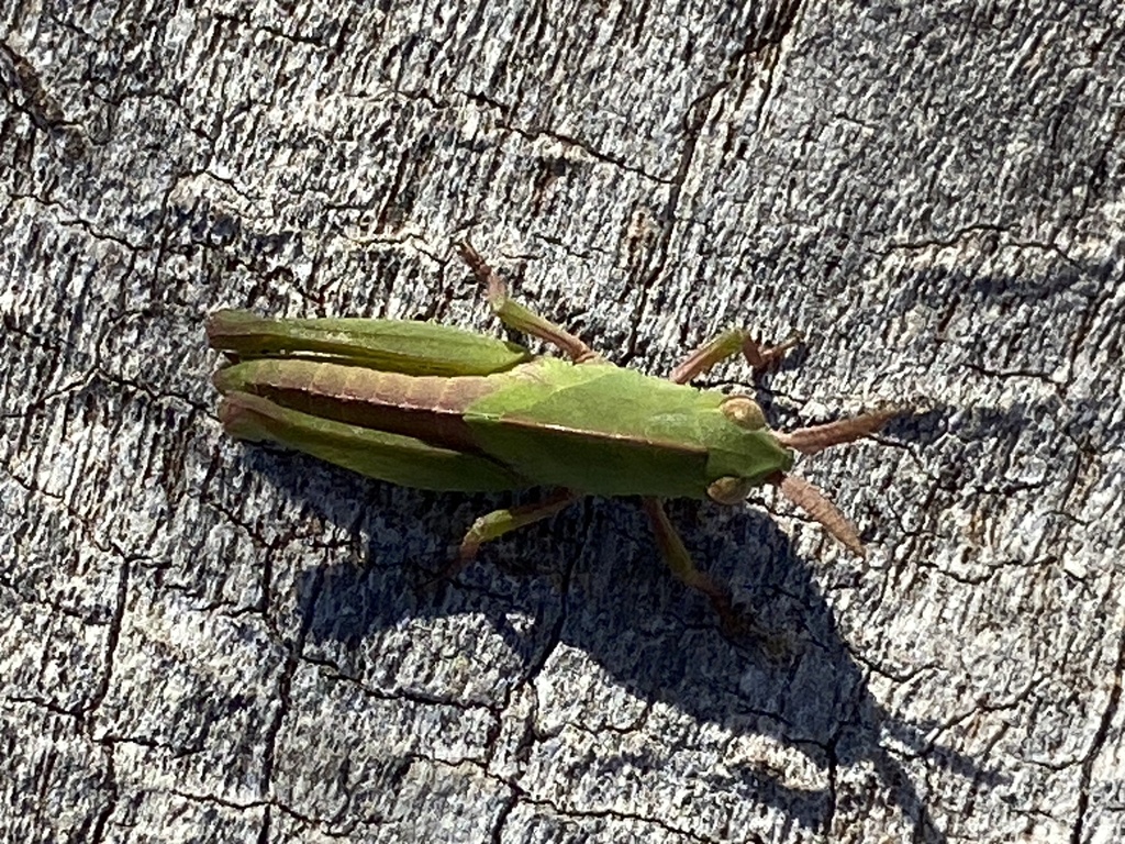 Green-striped Grasshopper from Camden, OH, US on October 27, 2023 at 04 ...
