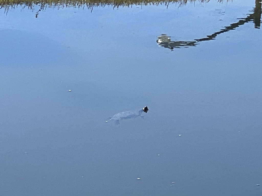 Pond Slider from Ocean Hwy W, Calabash, NC, US on October 27, 2023 at ...