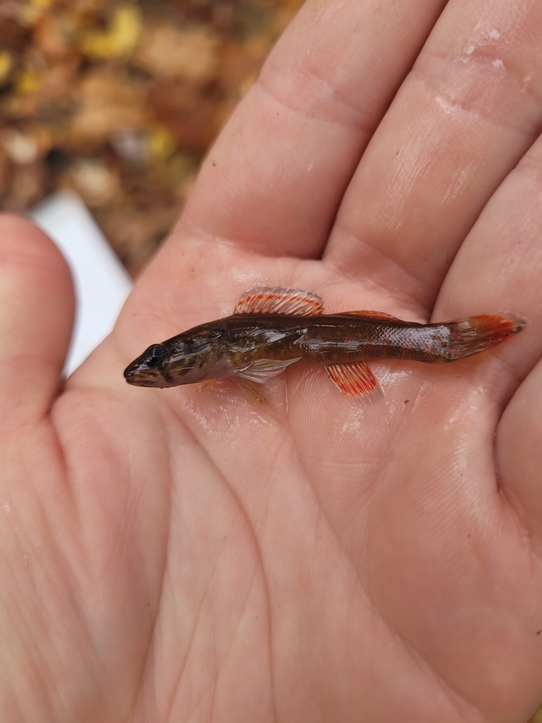 Redfin Darter from Hector, AR 72843, USA on October 27, 2023 at 12:40 ...