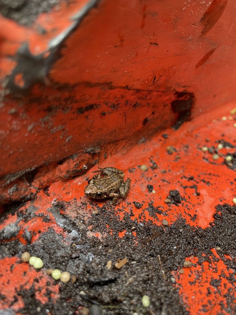 Greenhouse Frog from Arcadia, FL, US on October 25, 2023 at 03:05 PM by ...