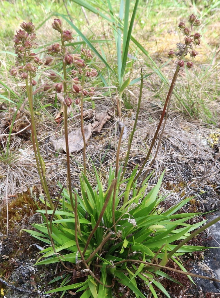 Tofieldia (Liliaceae (Lily) of the Pacific Northwest) · iNaturalist
