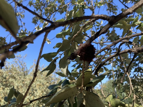 Aceria suberina · iNaturalist