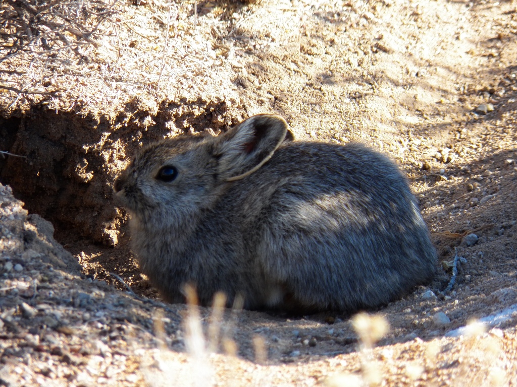 Pygmy Rabbit from 89049, Tonopah, NV, US on February 3, 2012 at 09:48 ...