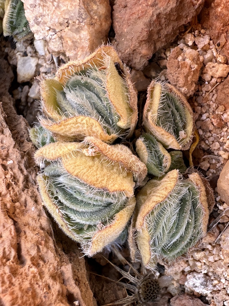 Furry Stonecrop from Steinkopf Rural, Springbok, NC, ZA on October 27 ...
