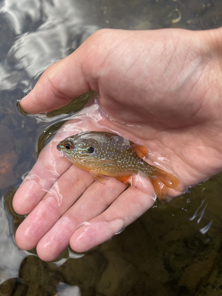 Longear Sunfish from Cahaba River Rd, Birmingham, AL, US on October 27 ...