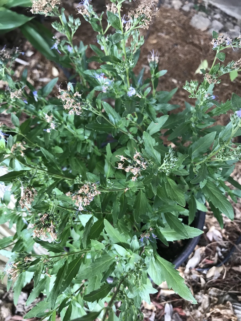 Blue Mist Spirea from LakeRidge Dr, Baton Rouge, LA, US on October 27 ...
