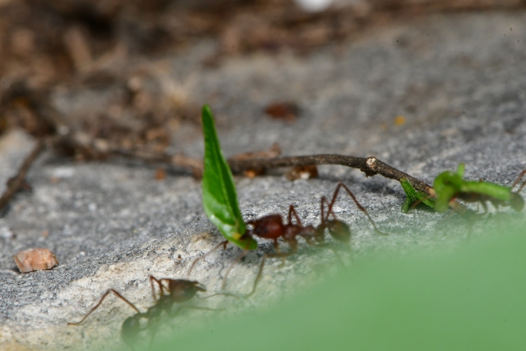 Texas Leafcutter Ant in October 2023 by Joey Santore · iNaturalist