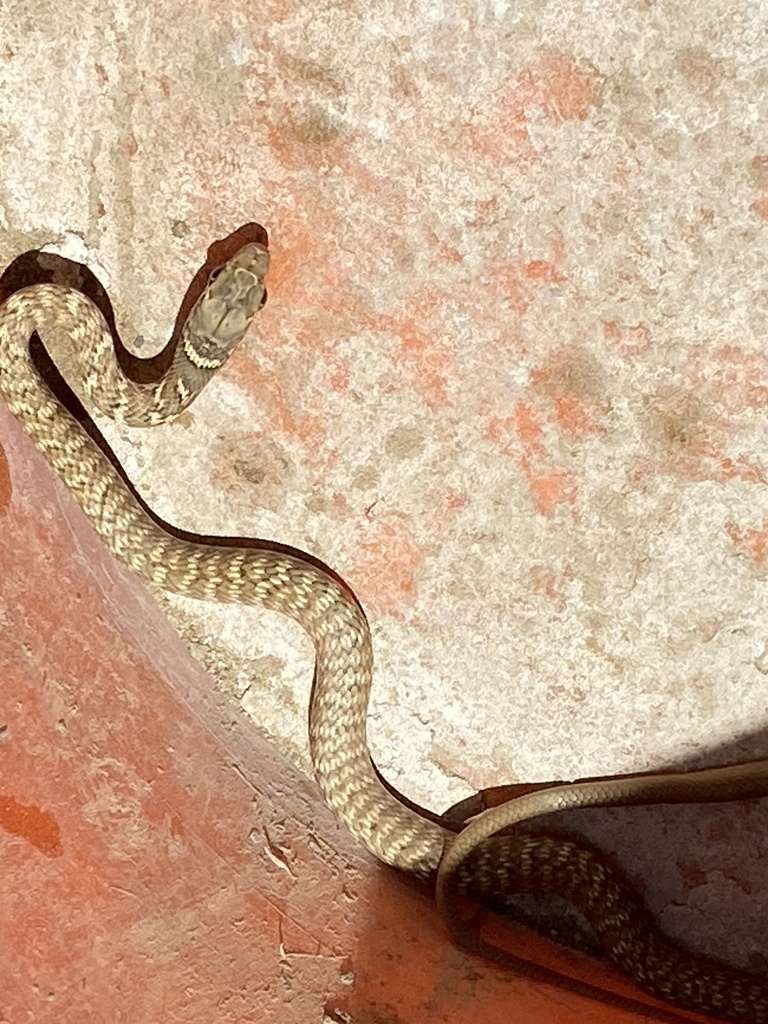 Coachwhip from Bristol Lake, Amboy, CA, US on October 27, 2023 at 11:00 ...