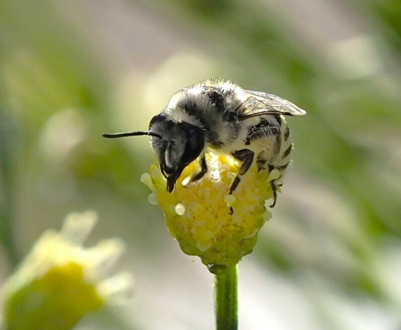Cellophane Bees from Las Vistas, Avondale, AZ 85392, USA on October 27 ...