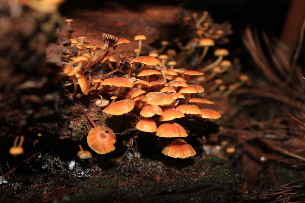 Pinewood Gingertail from San Gabriel, Jal., México on October 22, 2023 ...