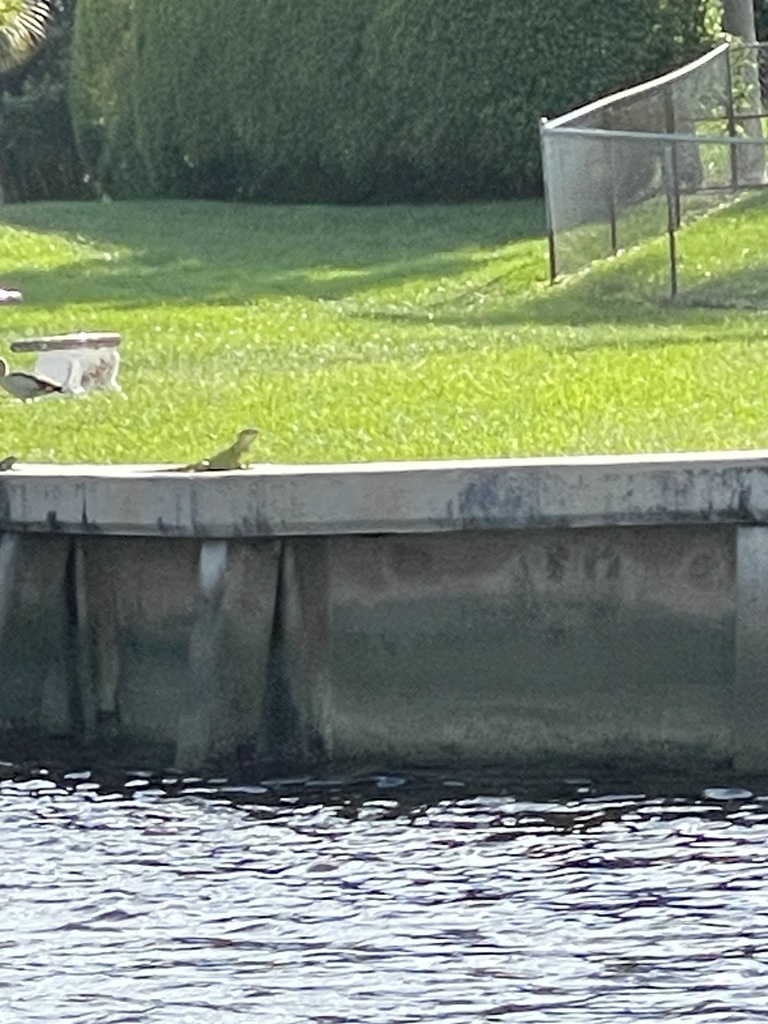 Green Iguana from Hillsboro Canal, Boca Raton, FL, US on October 27 ...