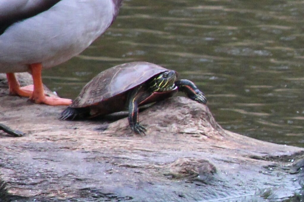 Painted Turtle from St Charles County, MO, USA on October 26, 2023 at ...