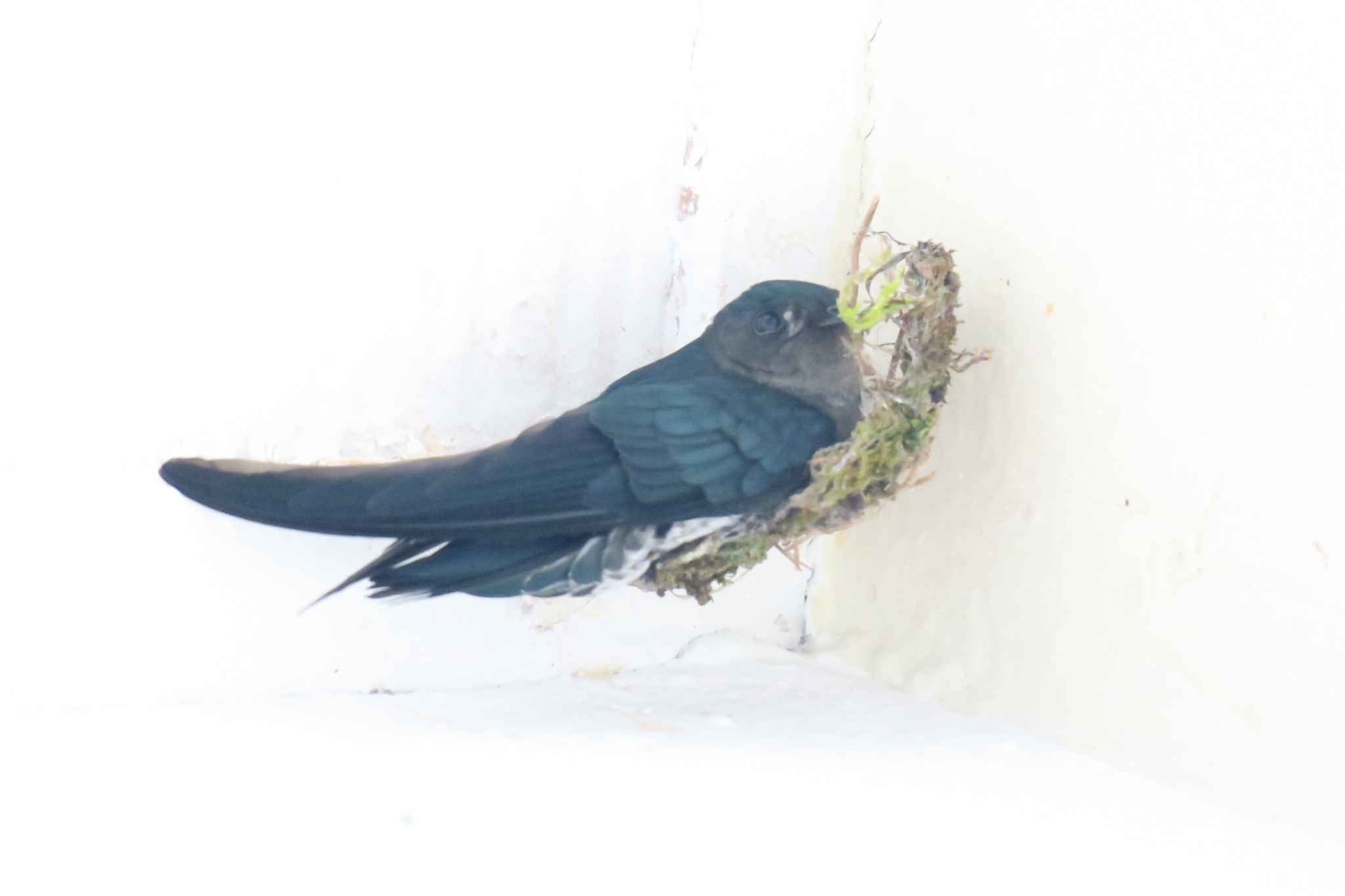 Collocalia affinis Beavan, 1867