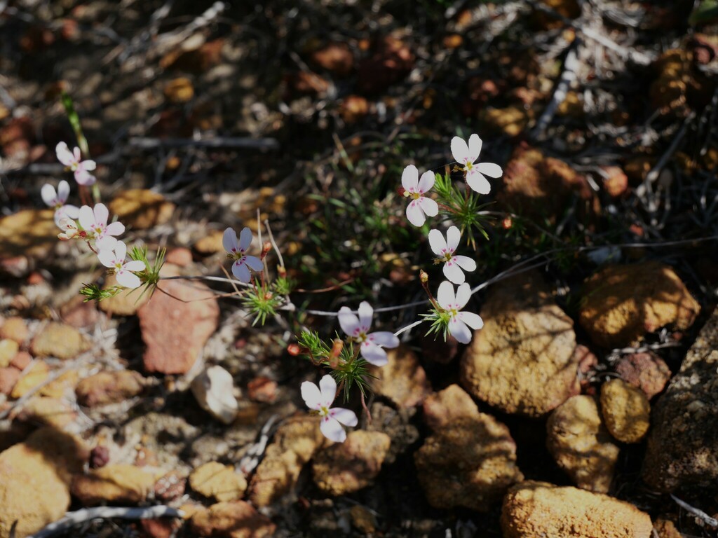 Stylidium flagellum from Hill River WA 6521, Australia on September 7 ...