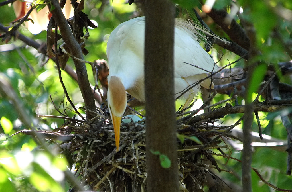 Cattle Egret from UTSW rookery Campus, Dallas, TX 75390, USA on June 8 ...