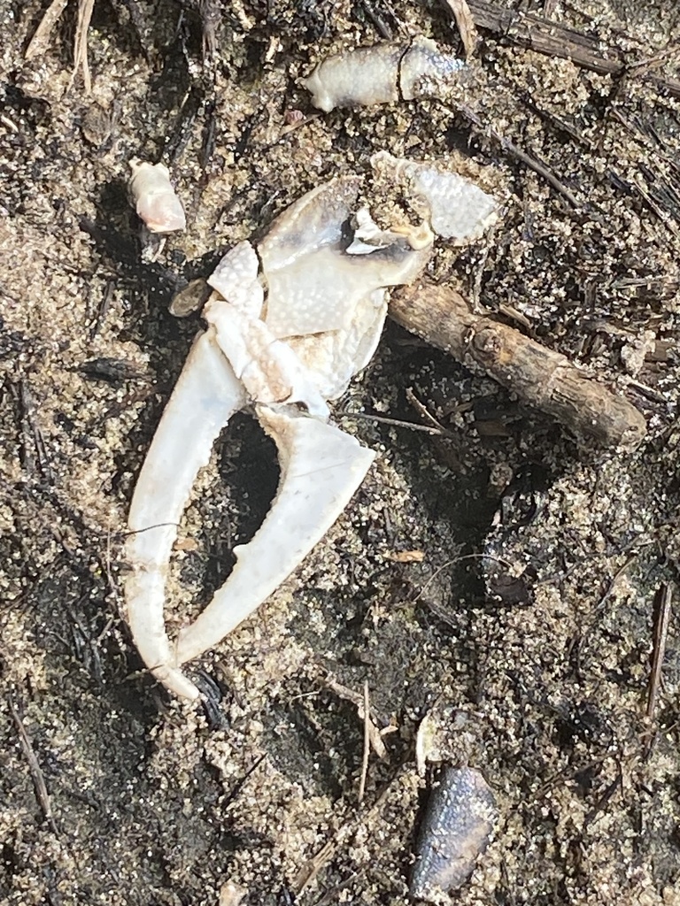 American Broad-front Fiddler Crabs from Galveston Island State Park ...