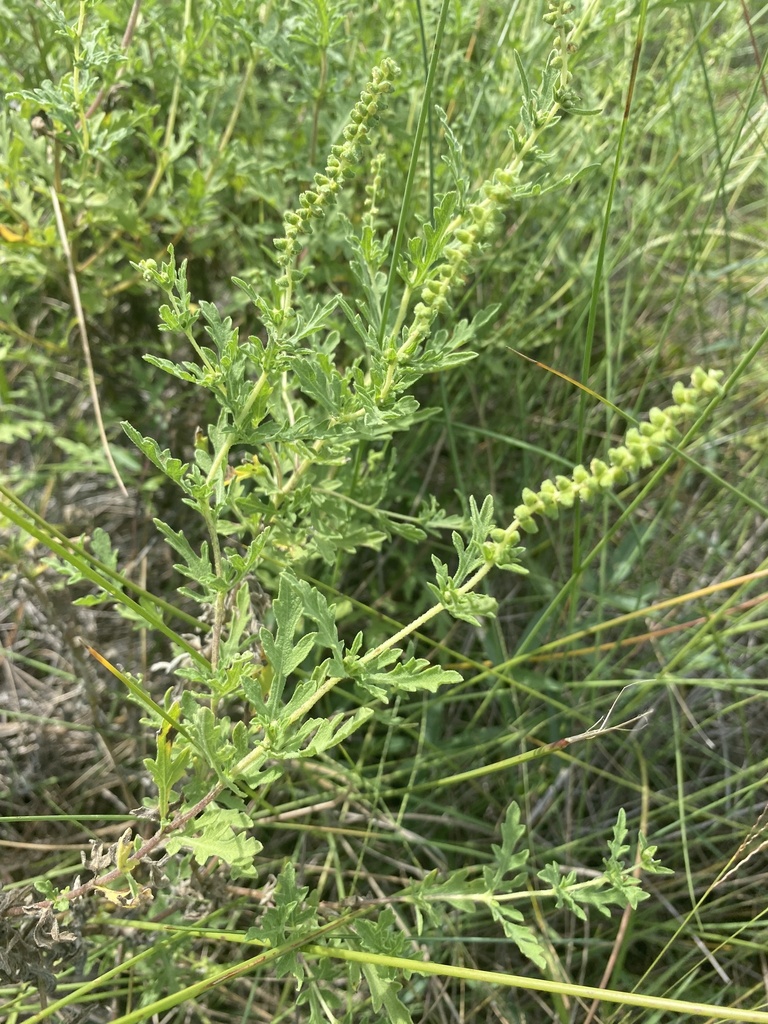 western ragweed from Galveston Island State Park, Galveston, TX, US on ...