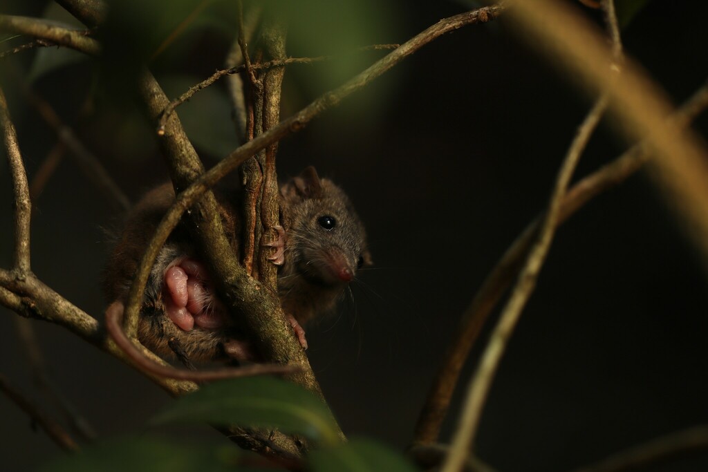 Brown Antechinus in October 2023 by Nature_Lover. location: Lower Blue ...