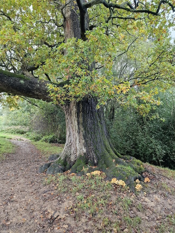 English oak from Walk Wood Balcombe, Haywards Heath RH17, UK on October ...