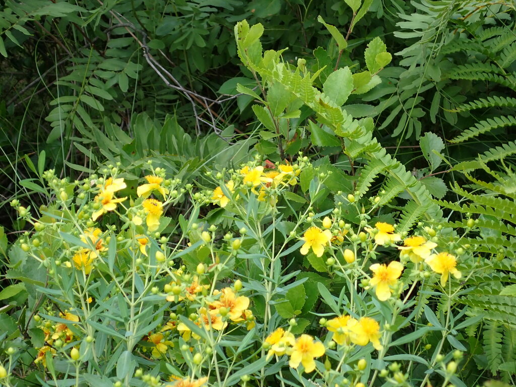 Kalm's St. John's-wort in July 2023 by Angus Mossman. In boggy, shrubby ...
