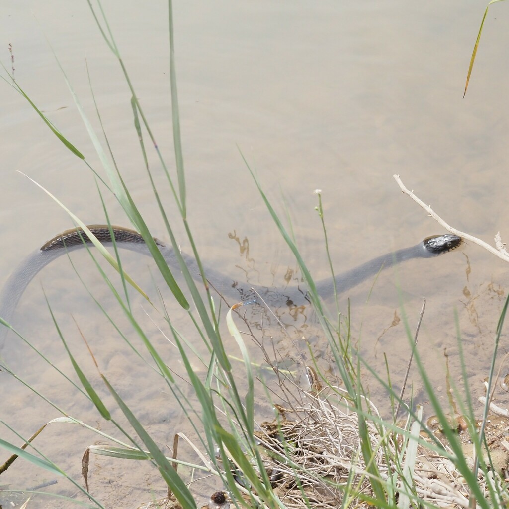 Plain-bellied Watersnake from Mills County, TX, USA on October 21, 2023 ...