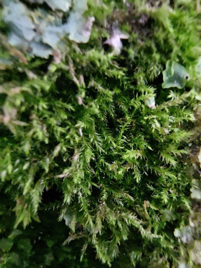 creeping feather-moss from Balcombe, Haywards Heath RH17, UK on October ...