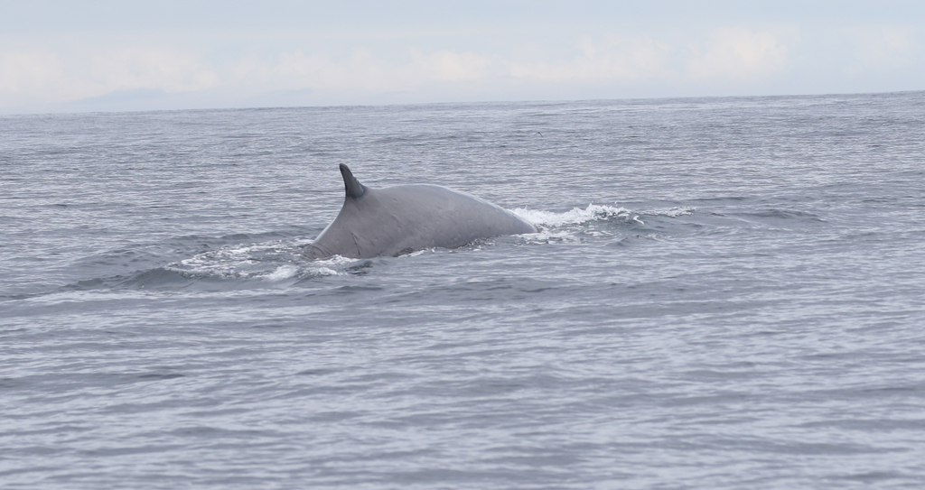 Fin Whale in October 2023 by Mark Wilson · iNaturalist