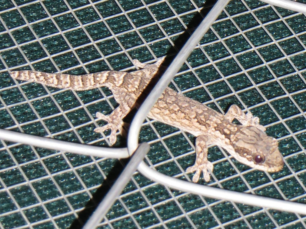 Banded Velvet Gecko from Lokichar, Kenya on December 9, 2015 by seasav ...