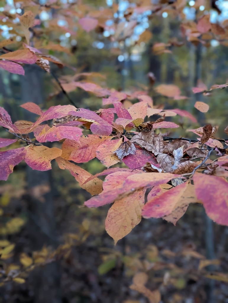 Black Tupelo from Herndon, VA 20170, USA on October 27, 2023 at 06:26 ...
