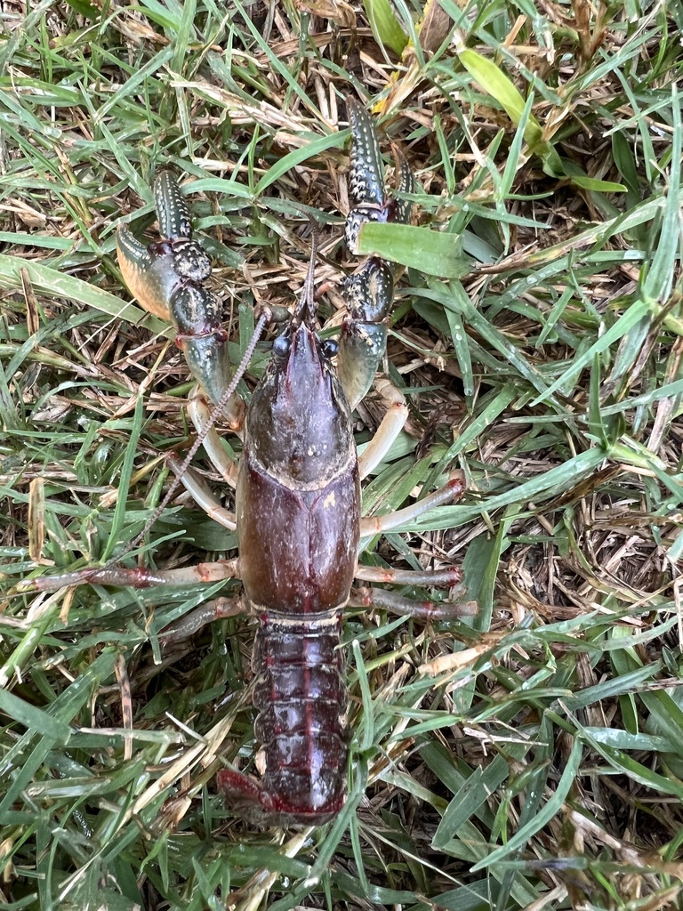 Painted Devil Crayfish from Gay Ln, Jennings, LA, US on October 27 ...