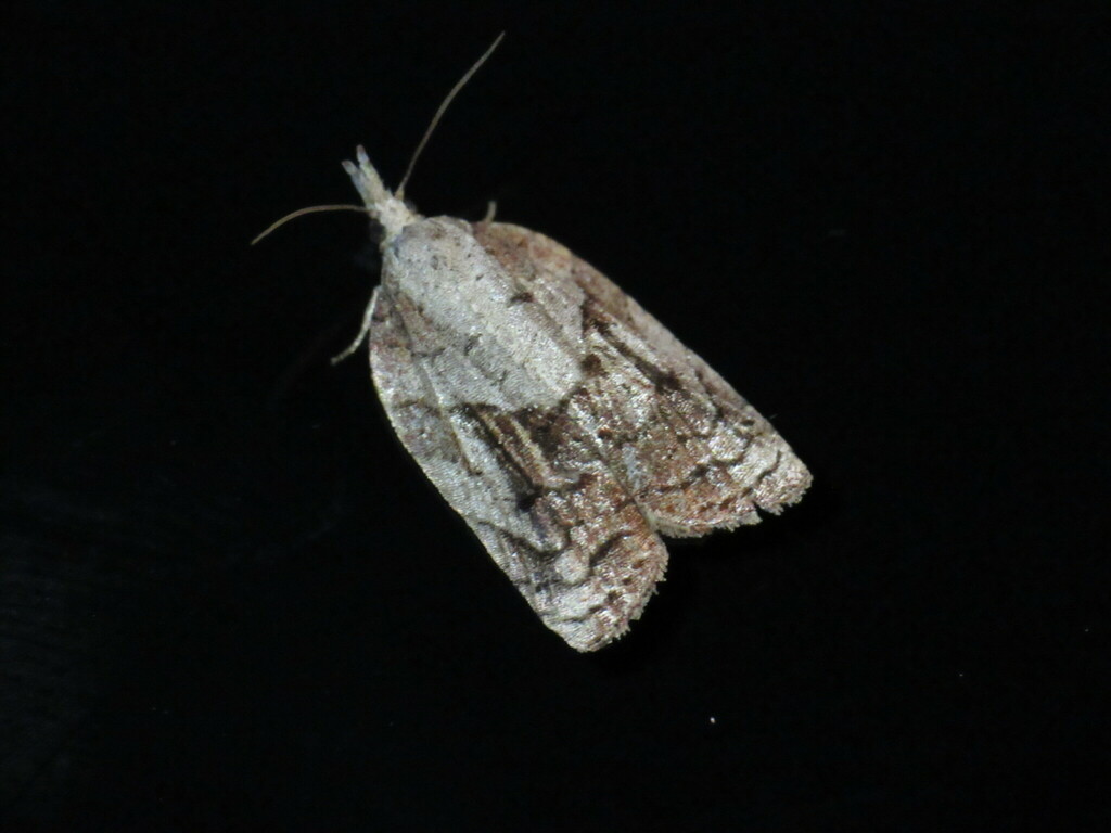 Tufted Apple Bud Moth from Bellbrook, Greene County, OH, USA on October ...
