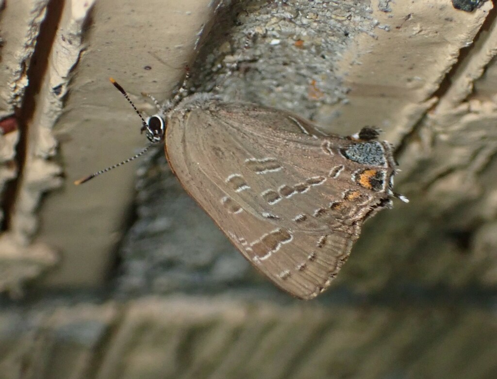 Satyrid Hairstreaks in July 2023 by Angus Mossman. At building lights ...