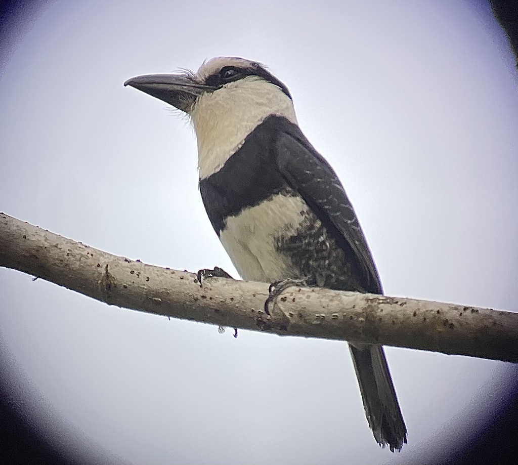 White-necked Puffbird from Darien, PA on April 6, 2023 at 05:35 PM by ...
