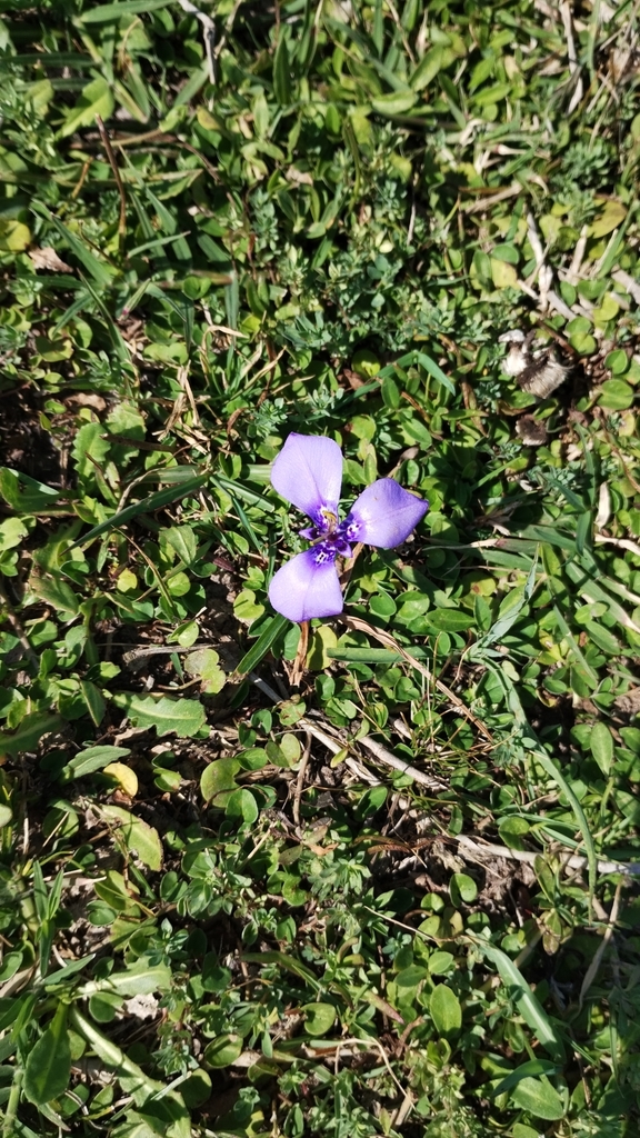 Prairie Nymph from Magdalena, Provincia de Buenos Aires, Argentina on ...