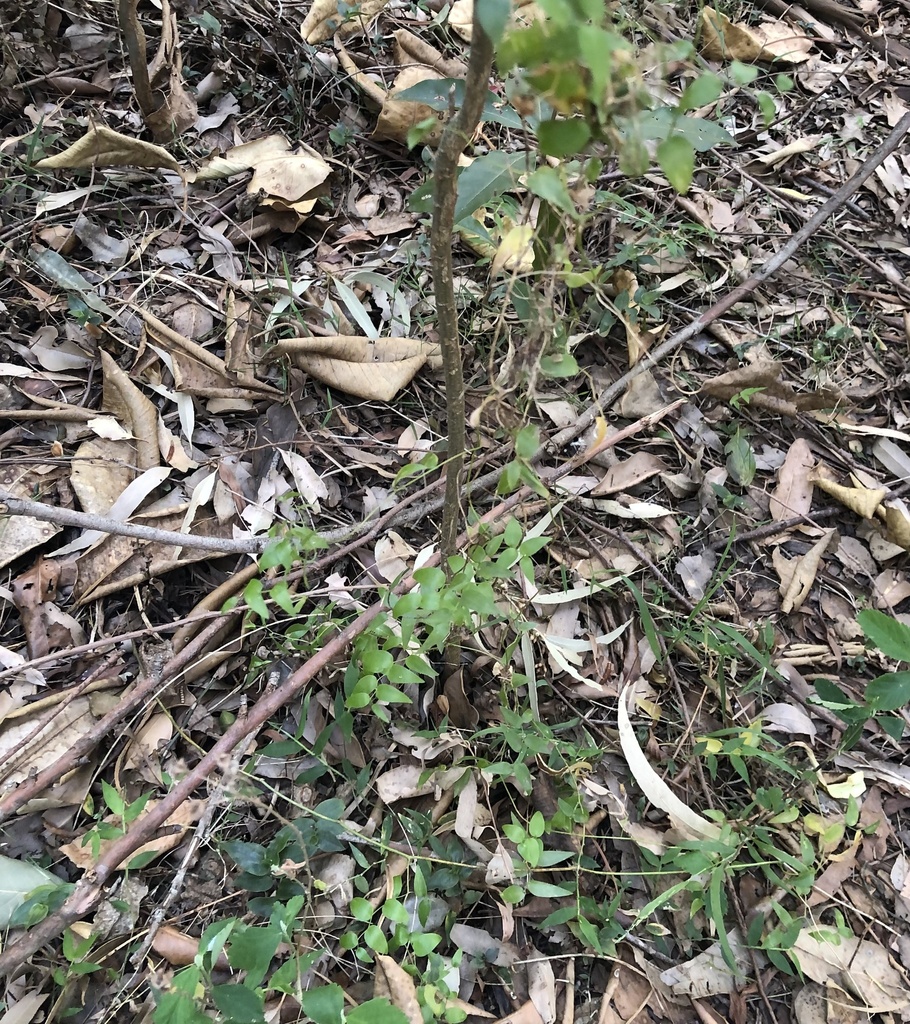 Cape Smilax from Caldwell Ave, Tarrawanna, NSW, AU on October 22, 2023 ...