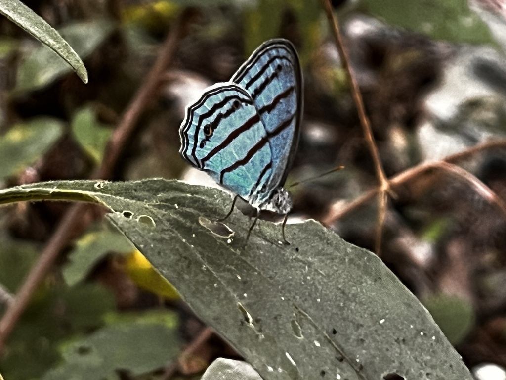 Dirty-blue Satyr from Calle 9, Xocén, Yuc., MX on October 22, 2023 at ...