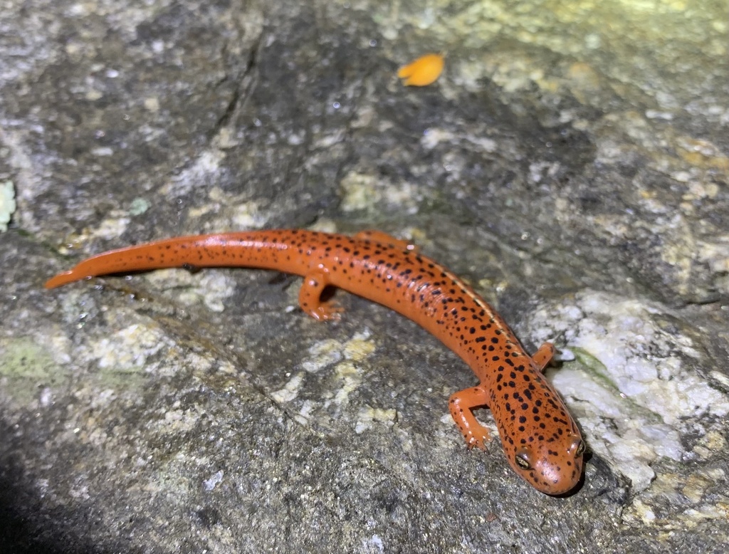 Red Salamander from Jackson Rd, Fletcher, NC, US on December 7, 2021 at ...