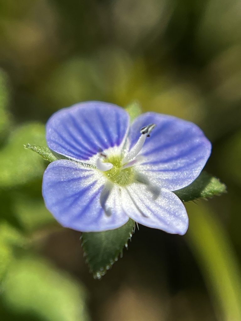 bird's-eye speedwell from Floyd St, Portsmouth, VA, US on October 27 ...
