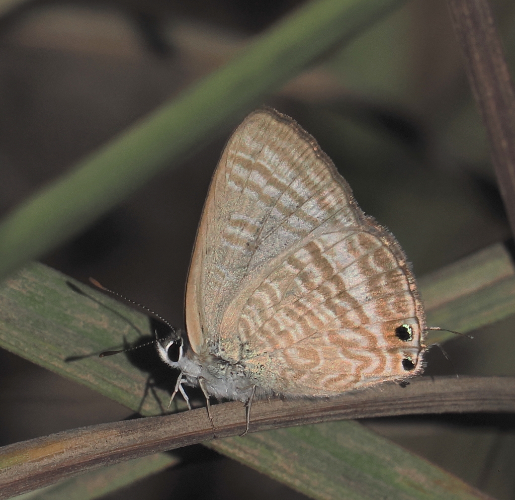 Pea Blue from Alor_1290m, Alor Regency, East Nusa Tenggara, Indonesia ...