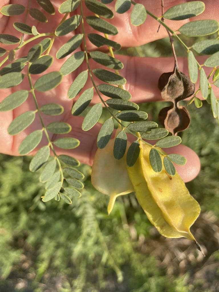 Rattlebush from Galveston Island, Galveston, TX, US on October 27, 2023 ...