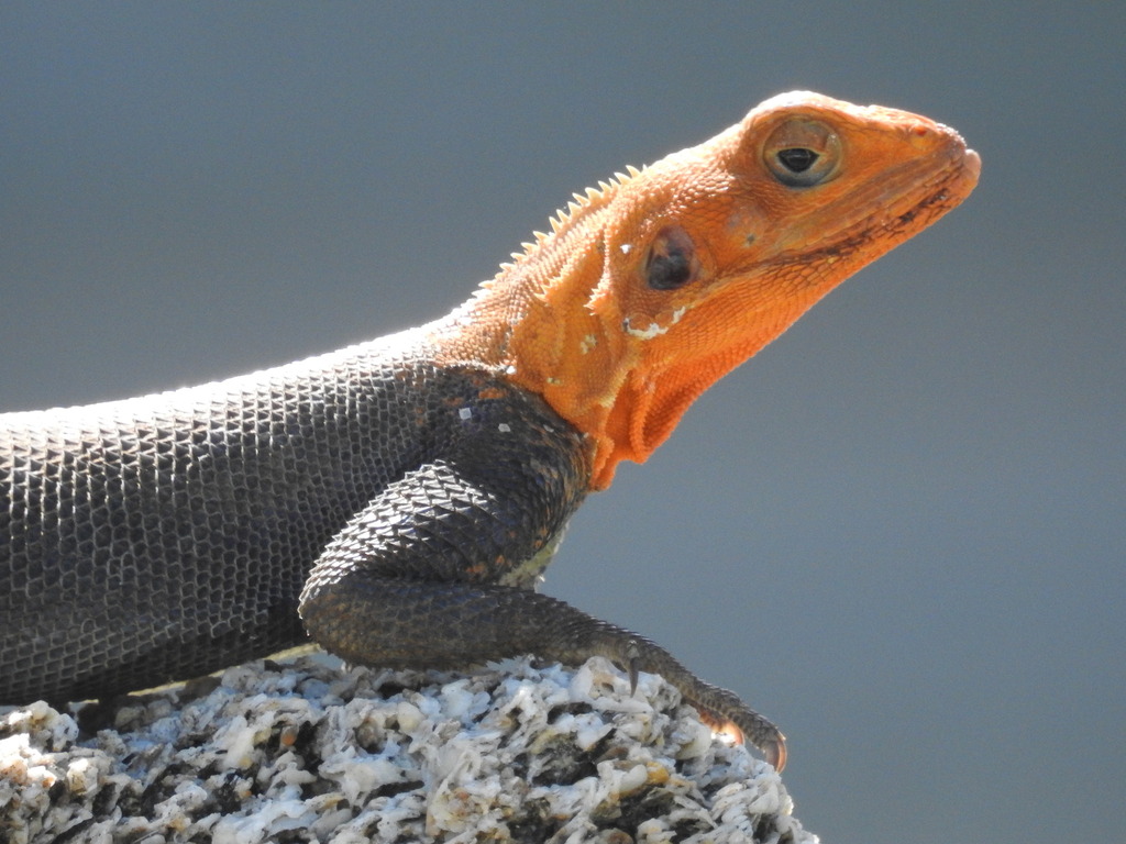 Peters's Rock Agama from North Beach, FL, USA on October 27, 2023 at 12 ...