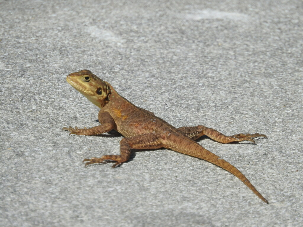 Peters's Rock Agama from North Beach, FL, USA on October 27, 2023 at 12 ...