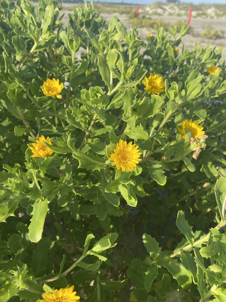 Camphor Daisy from East Beach, Galveston, TX, US on October 27, 2023 at ...