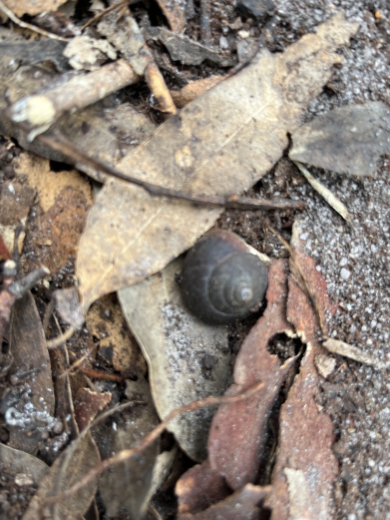 Blue Mountains Woodland Snail from Blue Mountains National Park, Blue ...