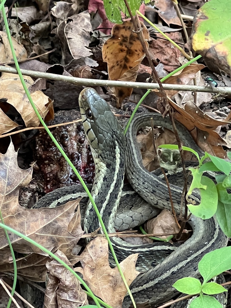 Common Garter Snake from Smithsonian Institution, Harwood, MD, US on ...