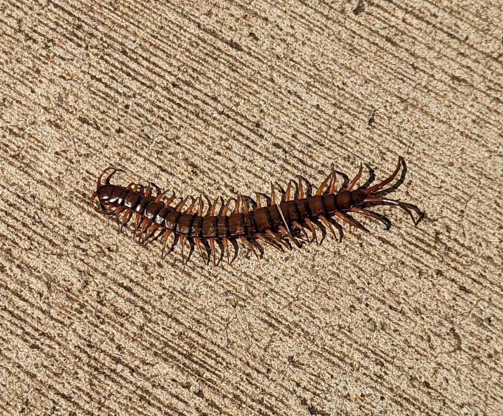 Pacific Giant Centipede from Manoa, Honolulu, HI, USA on October 27 ...