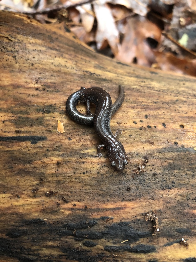 Eastern Red-backed Salamander from Killens Pond, Felton, DE, US on ...