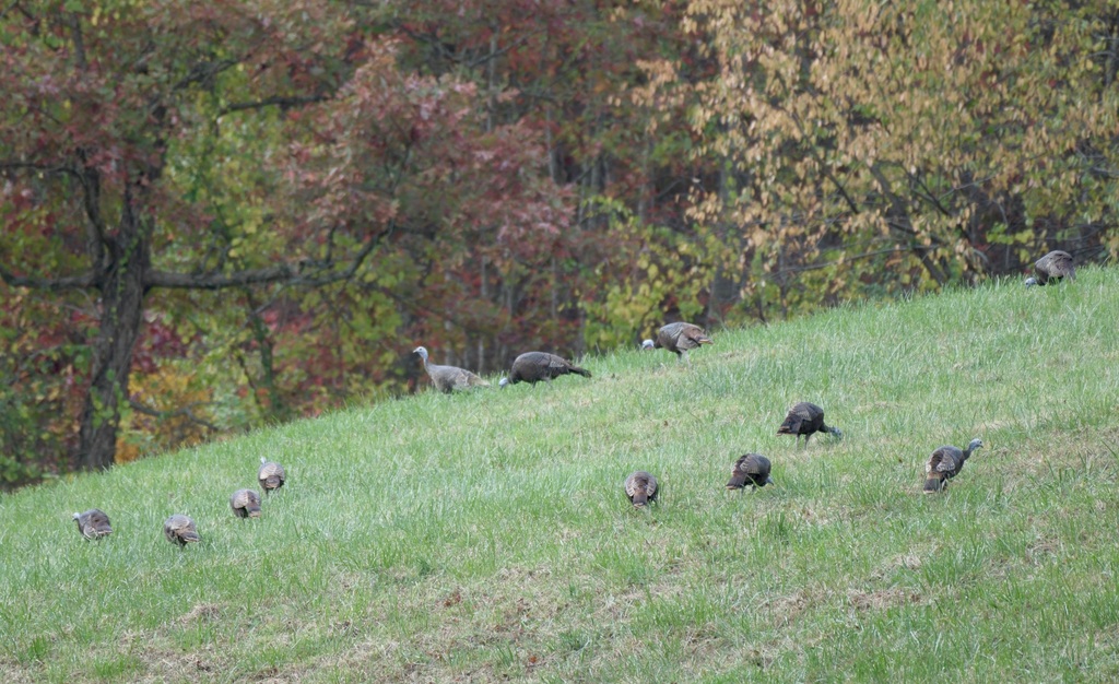 Wild Turkey from Madison County, KY, USA on October 27, 2023 at 10:08 ...