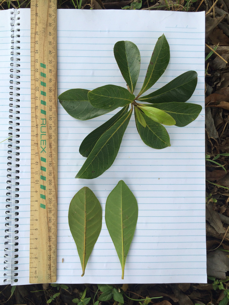 (Terminalia microcarpa) - Botanical Realm