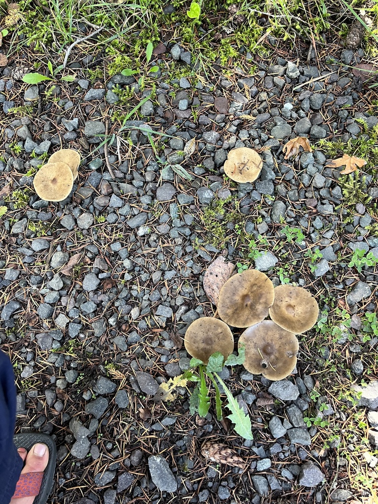 bald knight from S Old Mill Rd, Port Angeles, WA, US on October 22 ...